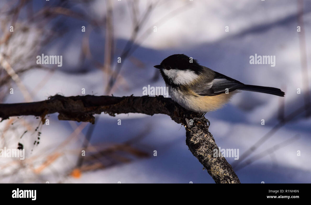 Chickadee trail hi-res stock photography and images - Alamy