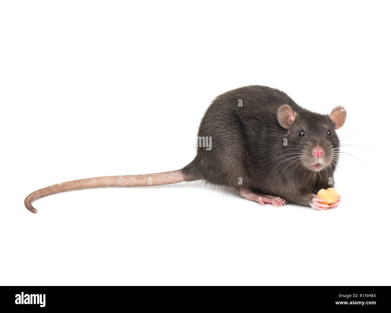 Gray rat holding in paws piece of cheese on white background Stock ...