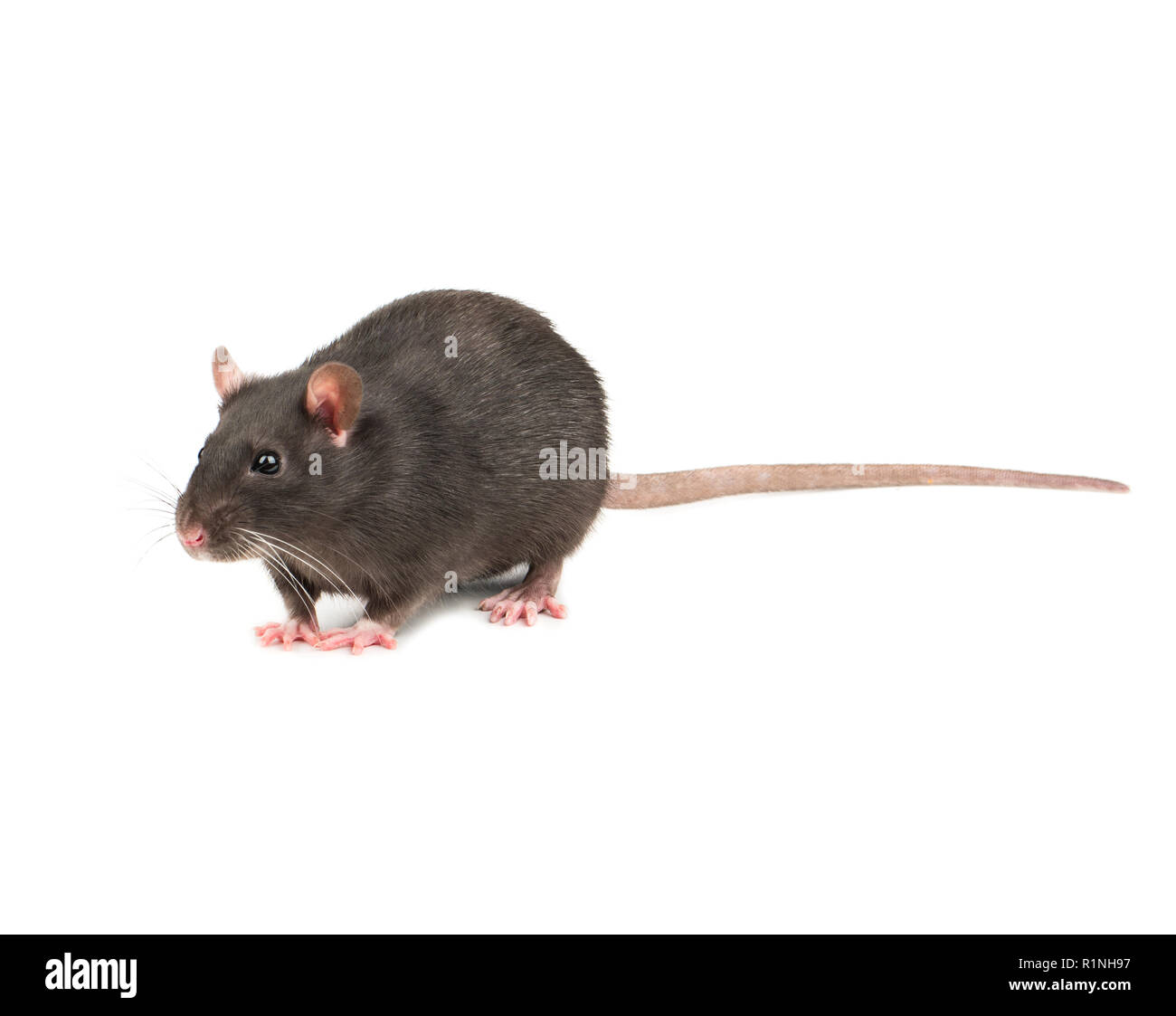 Beautiful gray rat isolated on white background Stock Photo - Alamy