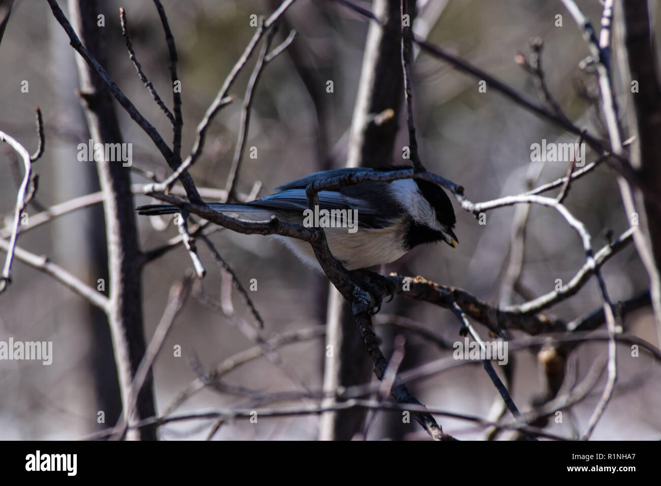 Chickadee trail hi-res stock photography and images - Alamy