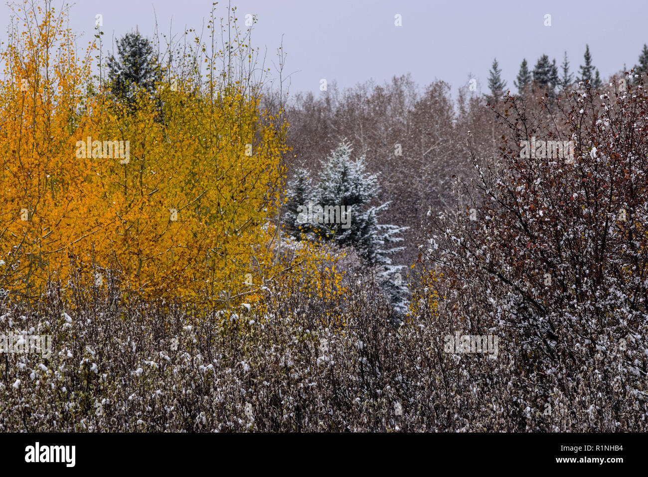 first snowfall of the season Stock Photo - Alamy