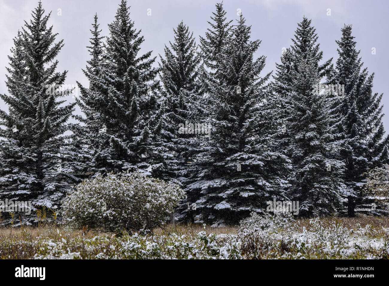 The first snowfall hi-res stock photography and images - Alamy