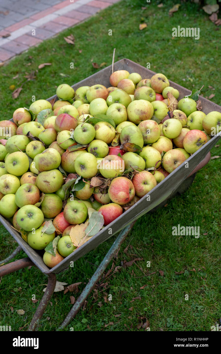 Wheelbarrow Fruit High Resolution Stock Photography and Images - Alamy