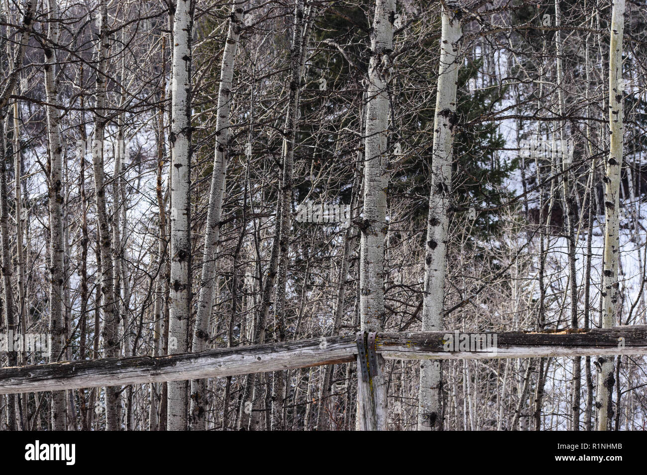 The first snowfall hi-res stock photography and images - Alamy