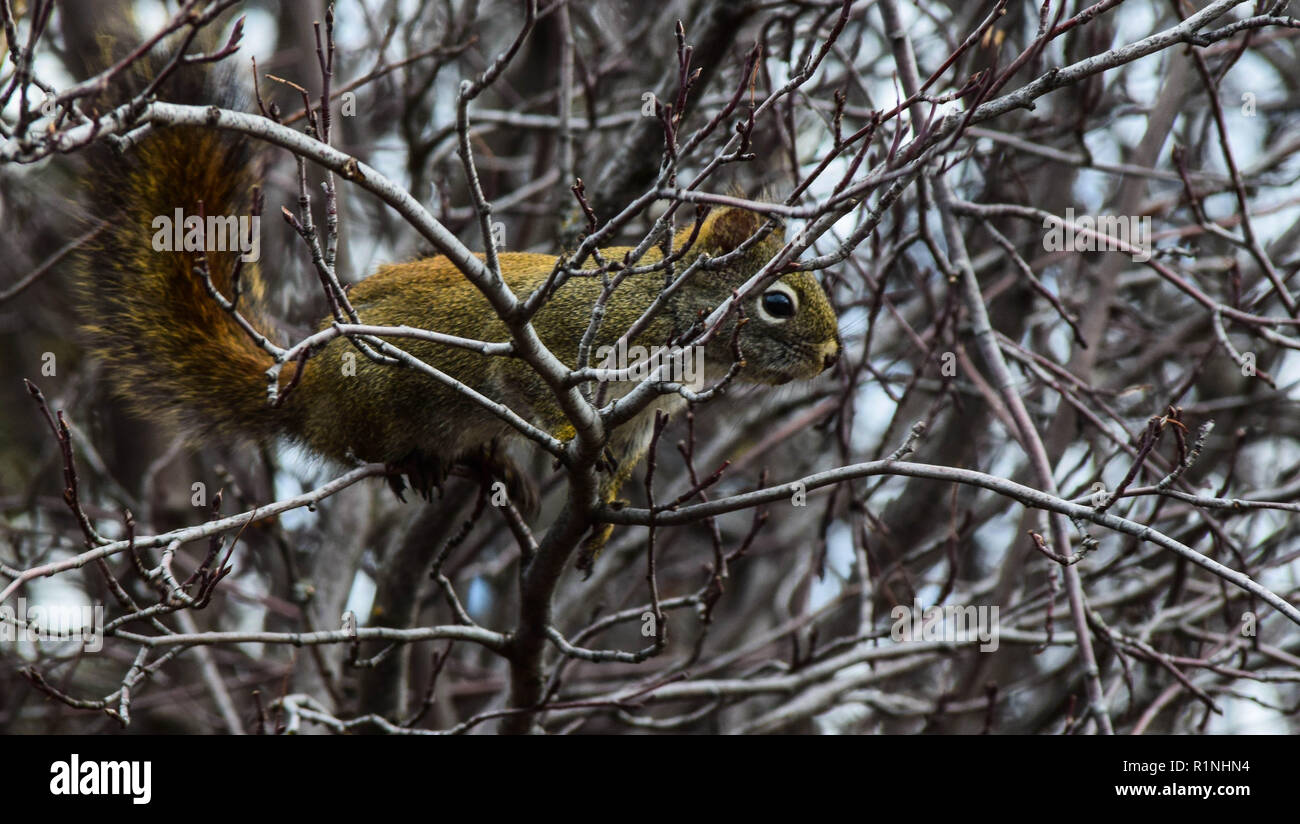 Cute fuzzy animal hi-res stock photography and images - Alamy