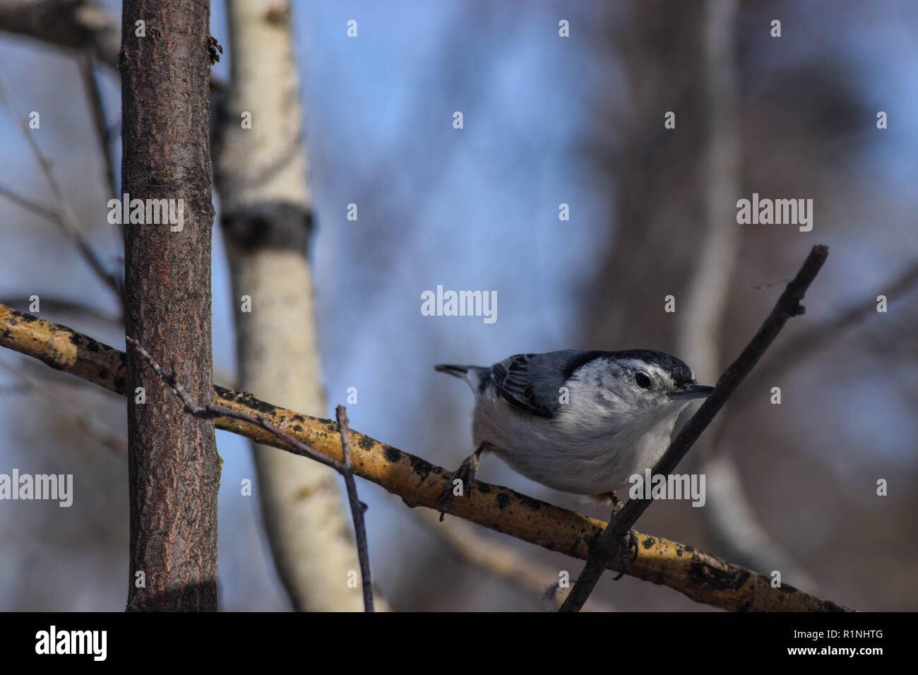Nuthatch birds hi-res stock photography and images - Alamy