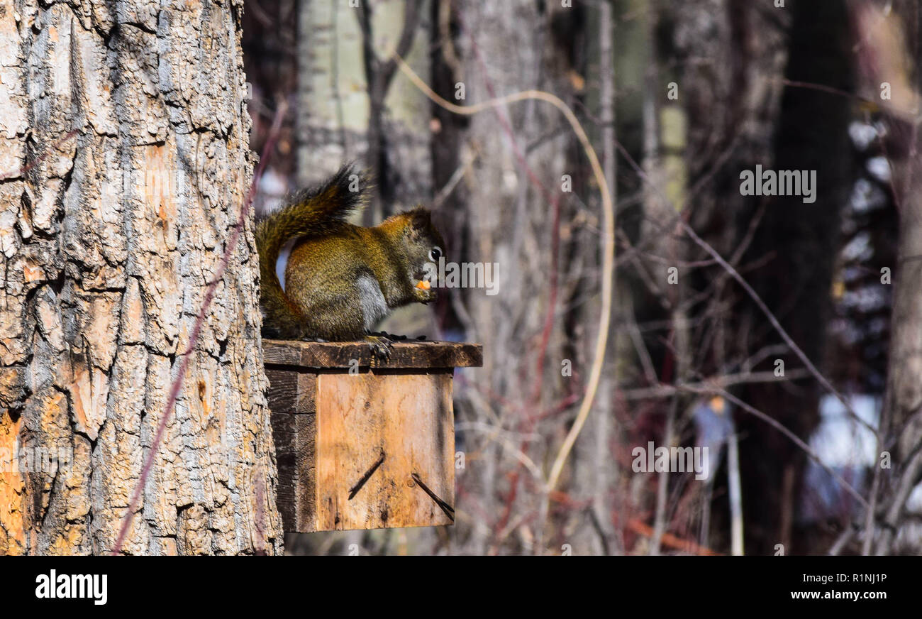 Cute fuzzy animal hi-res stock photography and images - Alamy