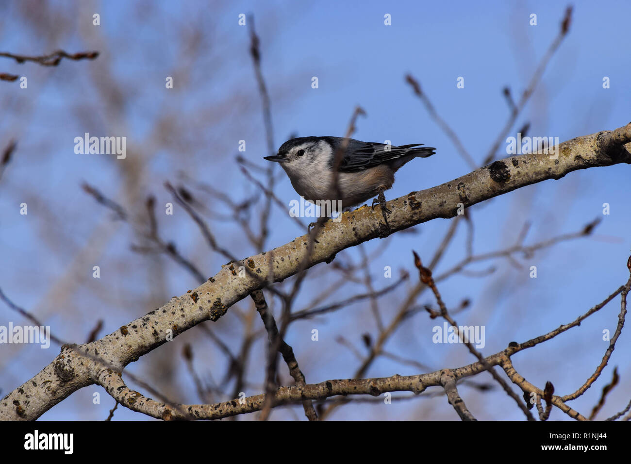 Nuthatchs habitat hi-res stock photography and images - Alamy