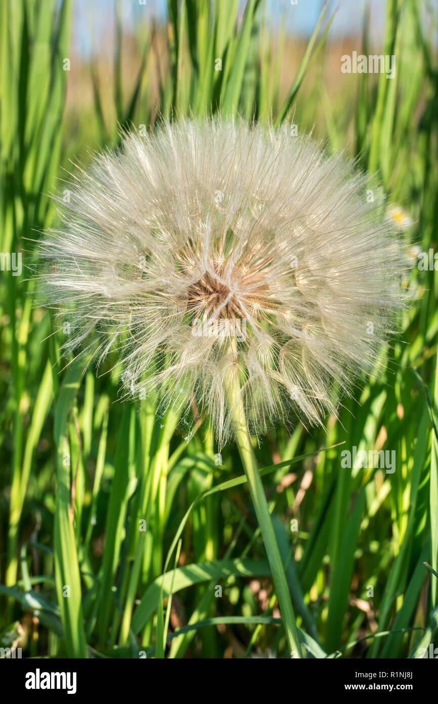 Beautiful big dandelion on green grass background Stock Photo - Alamy