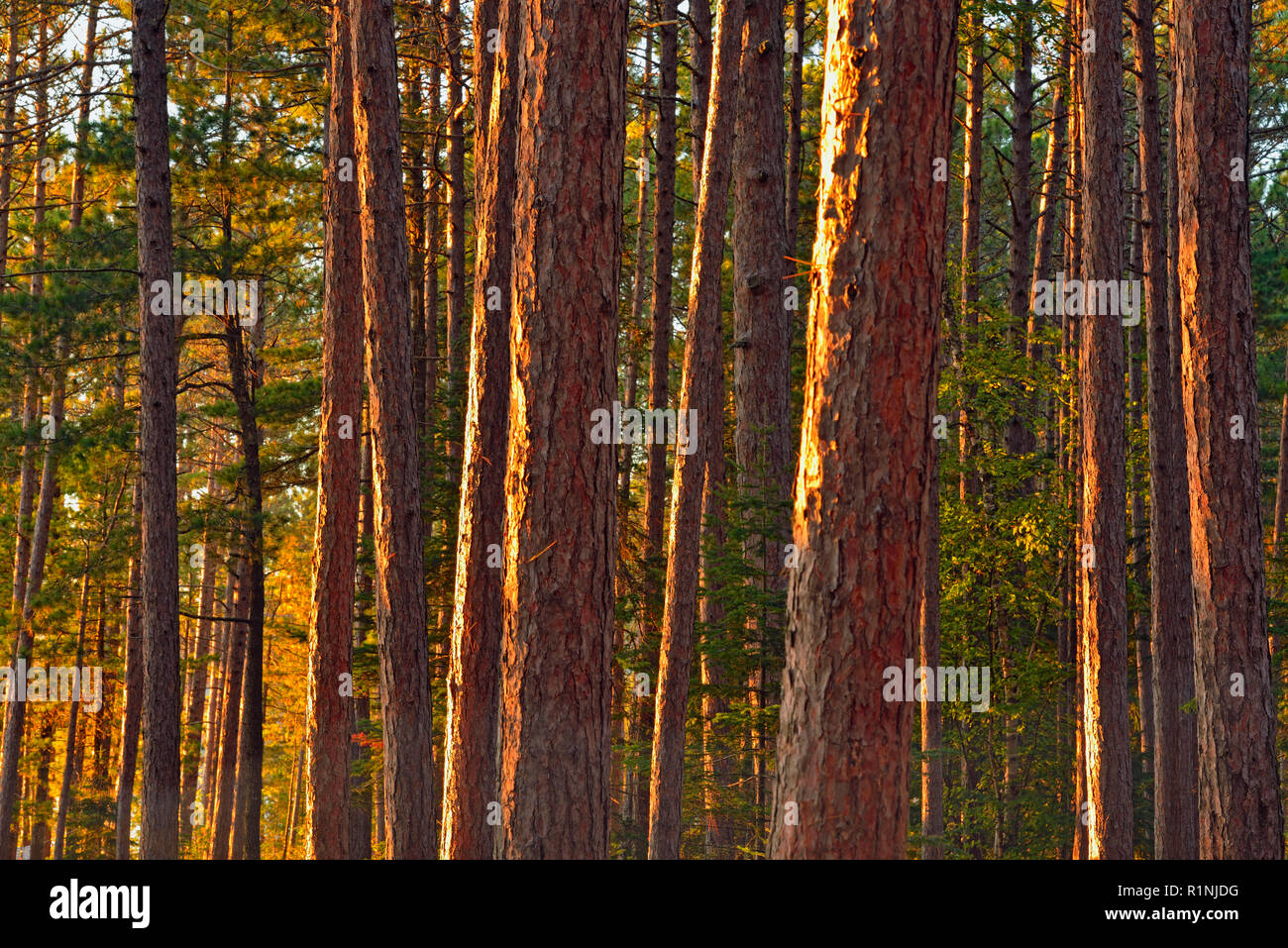 Red Pine Pinus Resinosa High Resolution Stock Photography and Images ...
