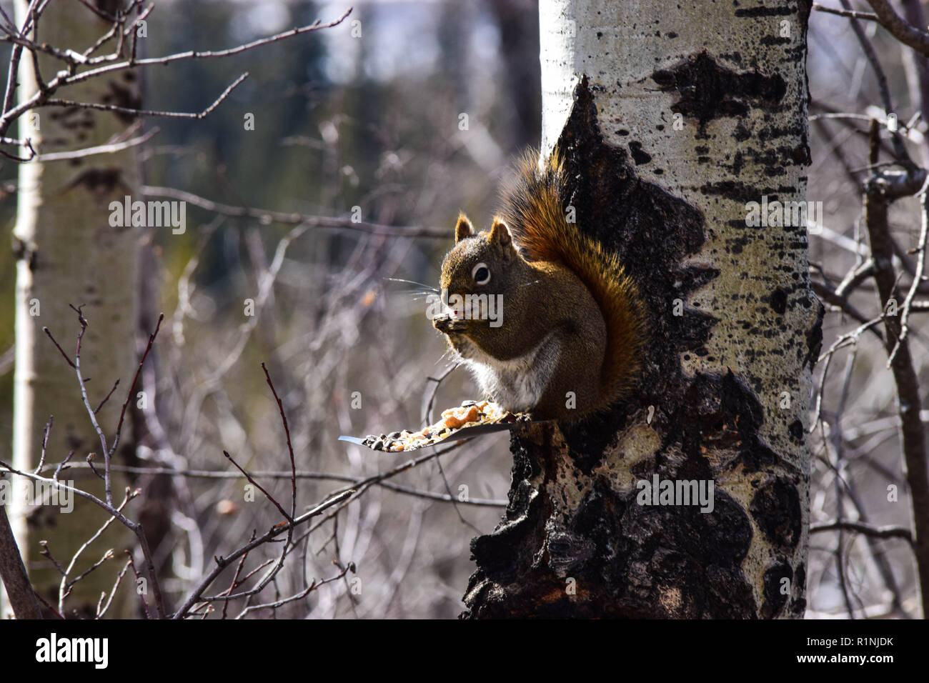 Agile creatures hi-res stock photography and images - Alamy