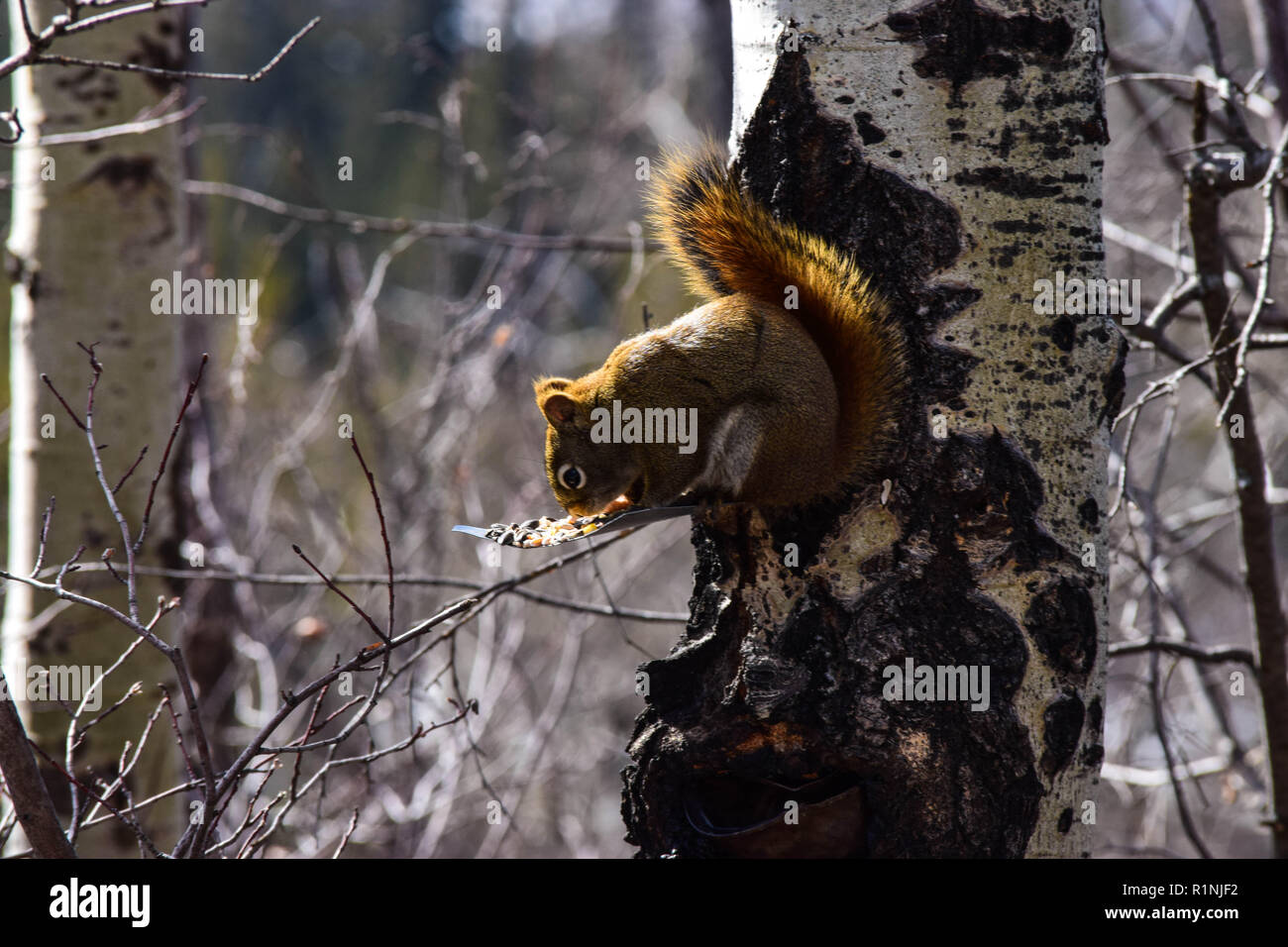 Hoarder funny hi-res stock photography and images - Alamy