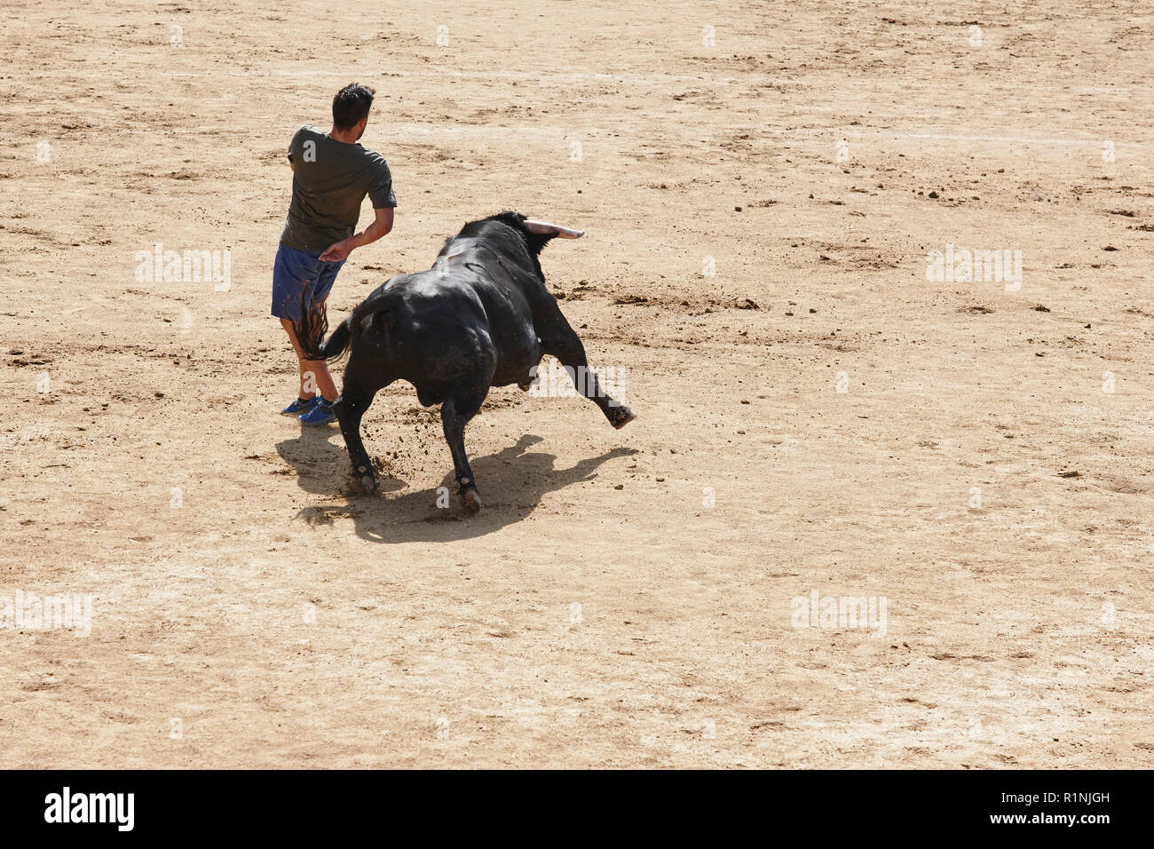 Fighting bull in the arena. Bullring. Toro bravo. Spain. Horizontal ...