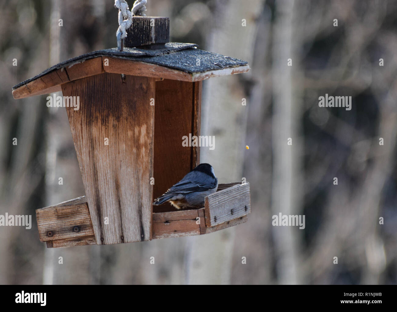 Nuthatch birds hi-res stock photography and images - Alamy