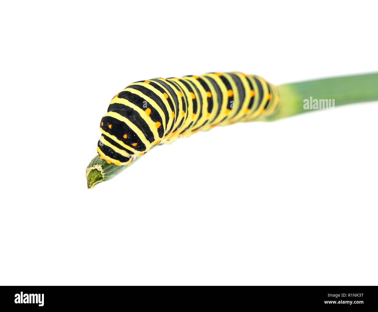 Swallowtail caterpillar leaf Cut Out Stock Images & Pictures - Alamy