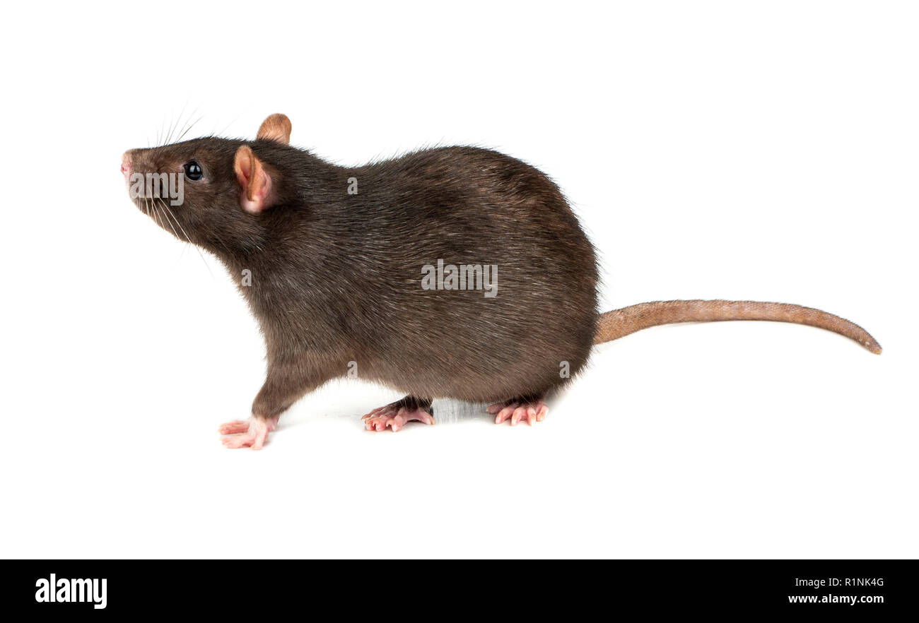 Grey rat hi-res stock photography and images - Alamy