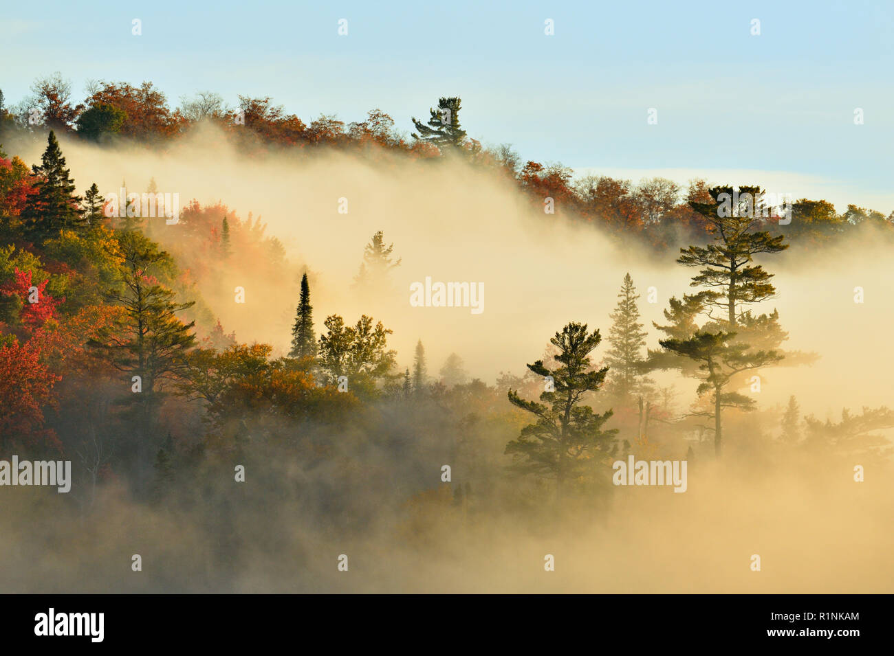Autumn trees and white pines in morning fog, Lake Superior Provincial ...