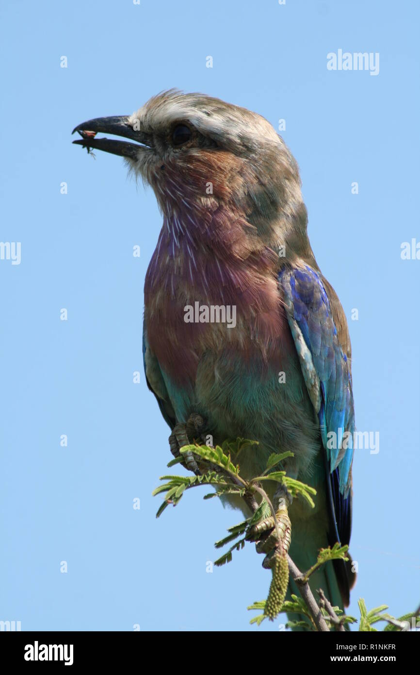 Bird eating a bug Stock Photo - Alamy