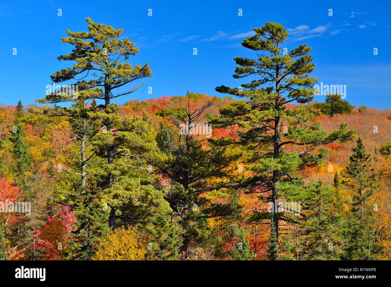 Autumn hardwoods and white pines on hills, Lake Superior Provincial ...