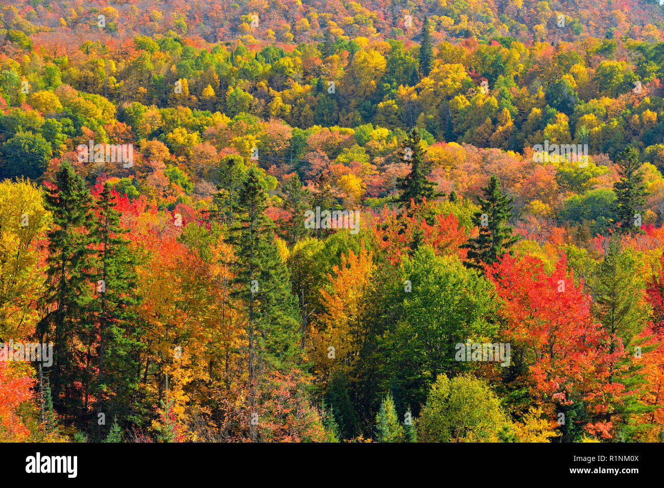 Autumn hardwoods and white pines on hills, Lake Superior Provincial ...