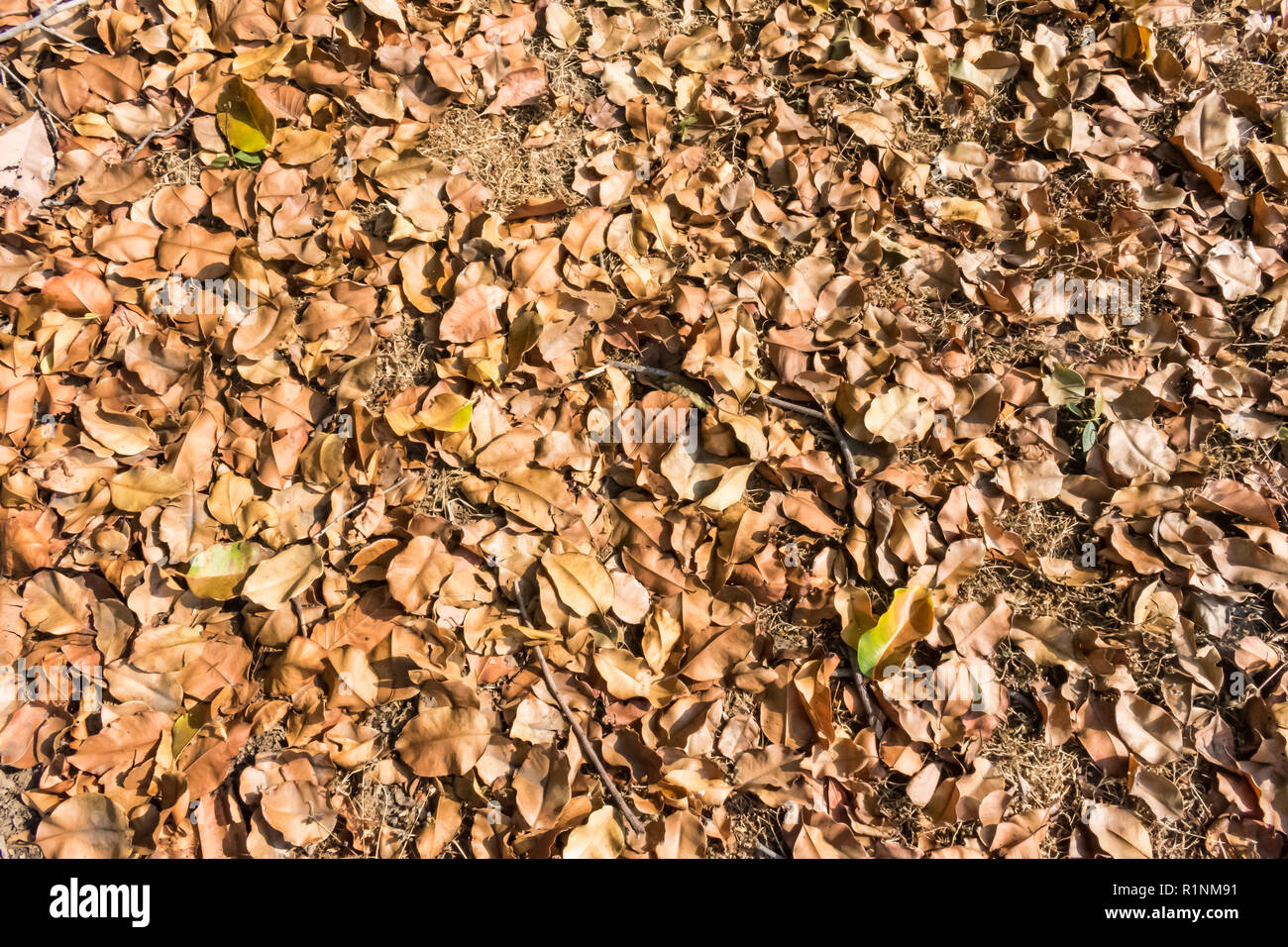 Ground level view forest hi-res stock photography and images - Alamy