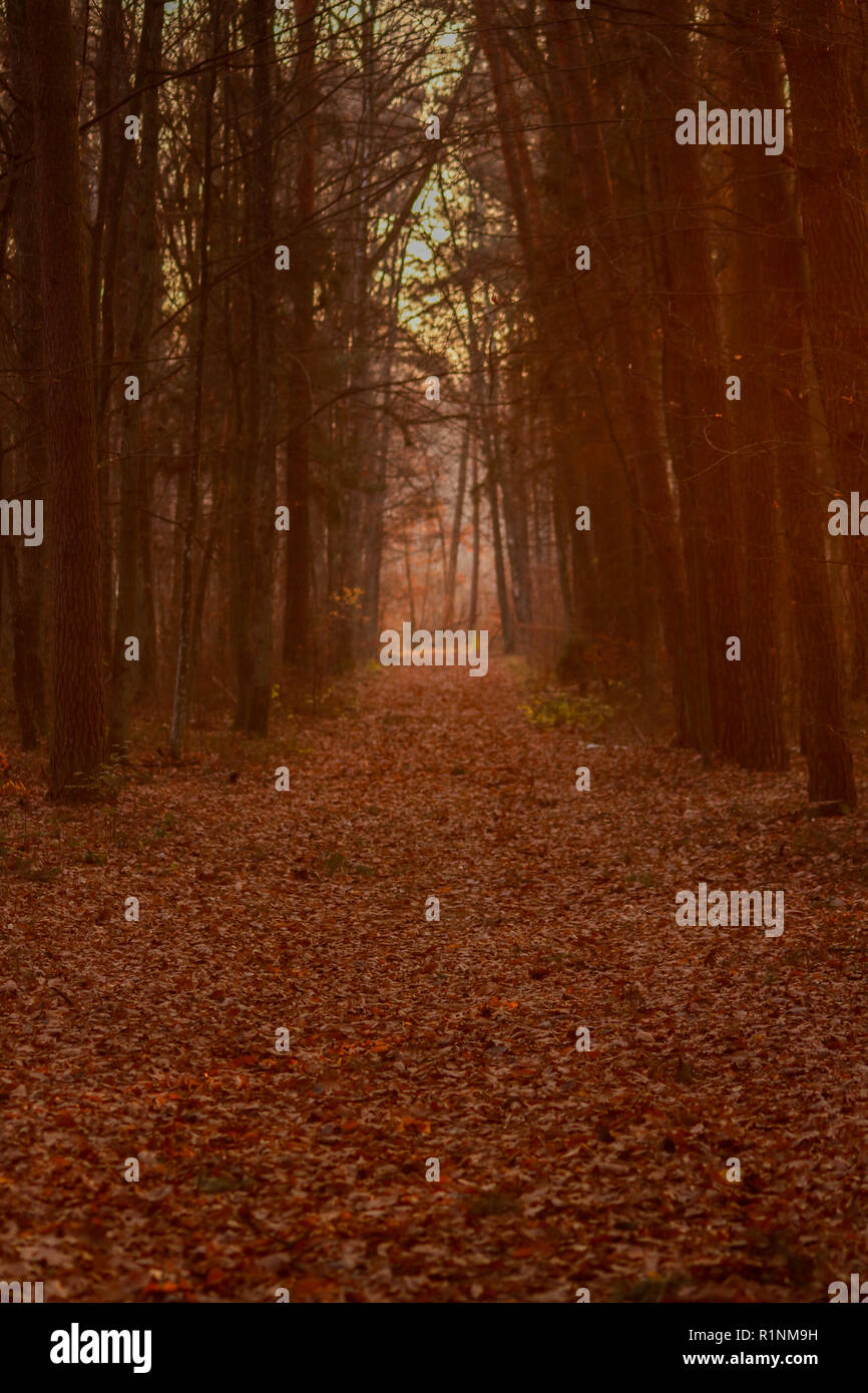 Autumn leaves going into the dark forest. Deep dark forest Stock Photo ...