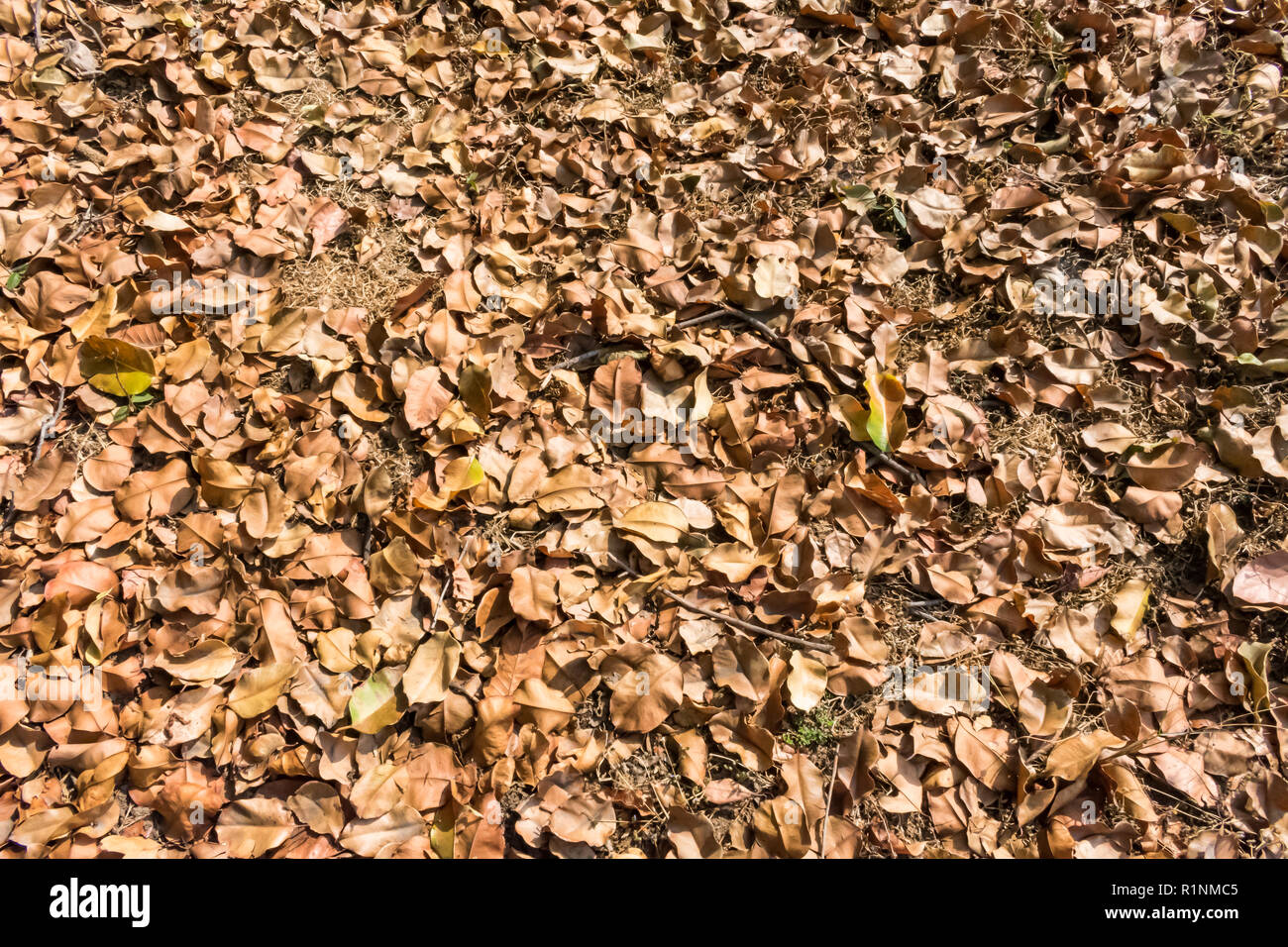 Ground Level View Forest High Resolution Stock Photography and Images ...