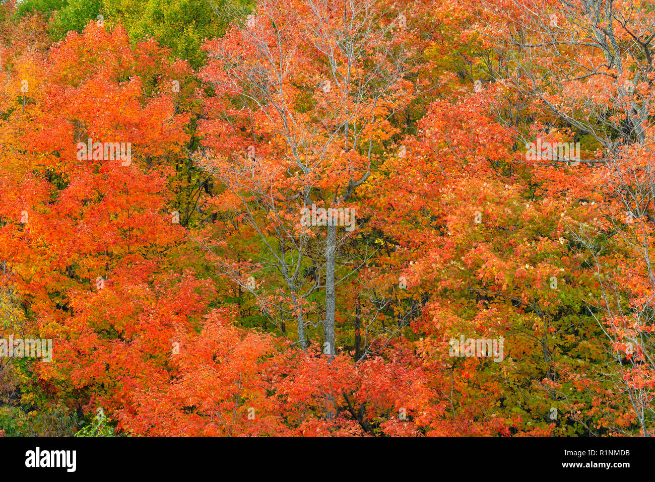 Autumn hardwoods on hillside, Lake Superior Provincial Park, Ontario ...