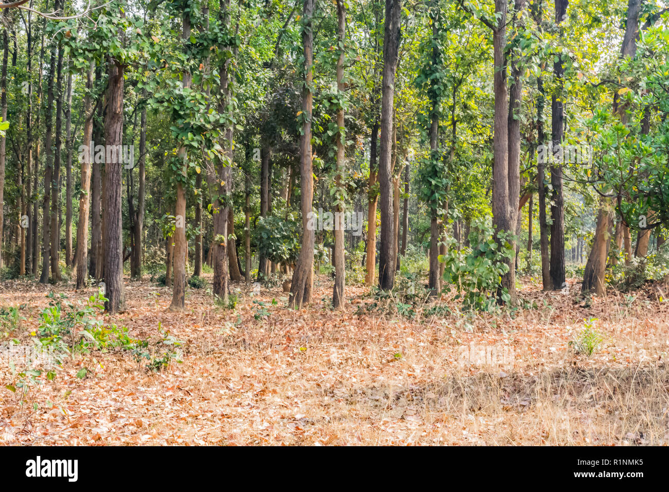 trees are in Rows at rural forest looking awesome in sunny day morning ...