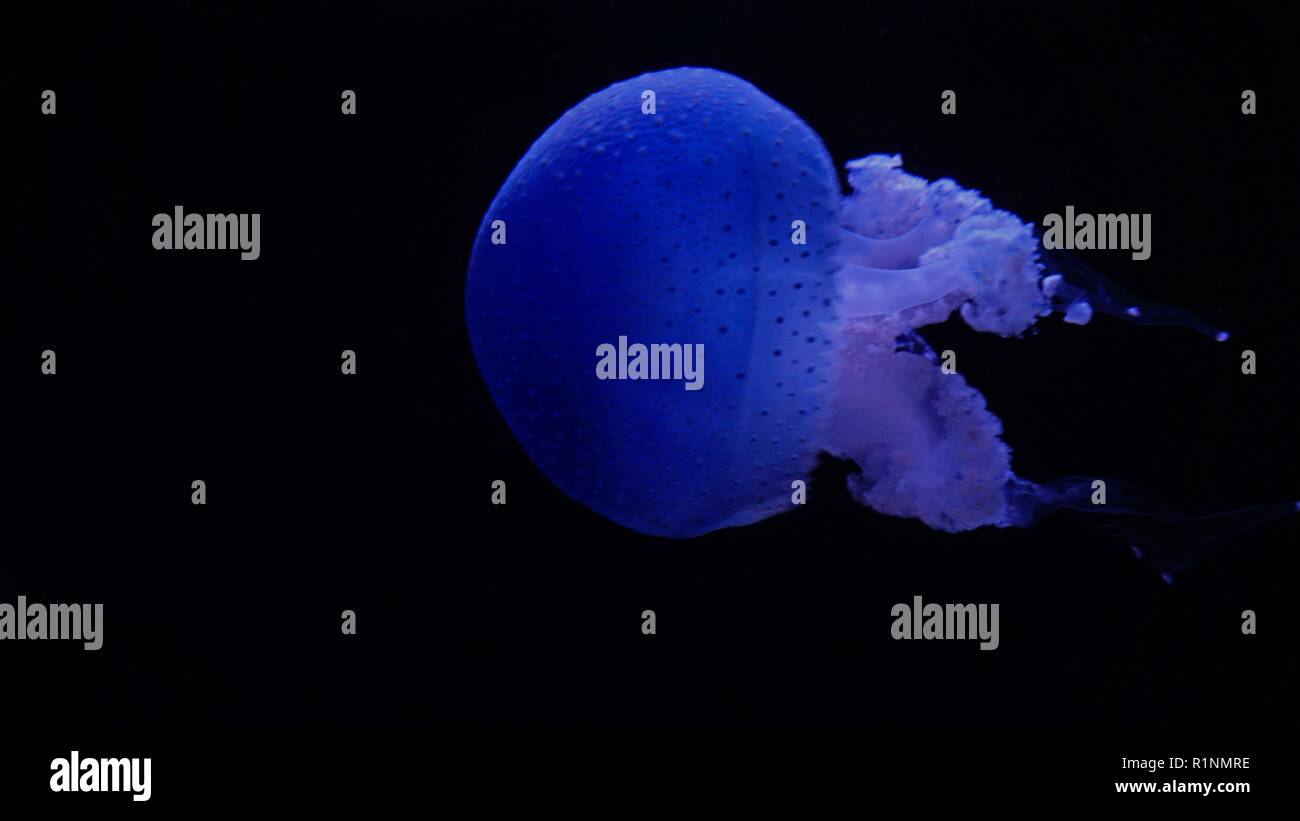 deep dark ocean with big blue jellyfish Stock Photo - Alamy