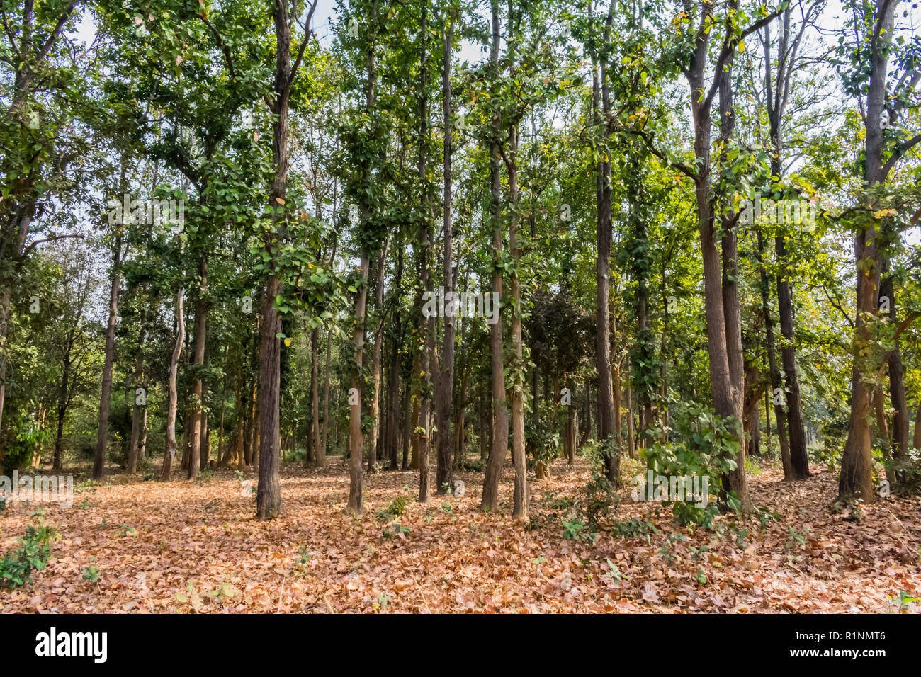 trees are in Rows at rural forest looking awesome in sunny day morning ...