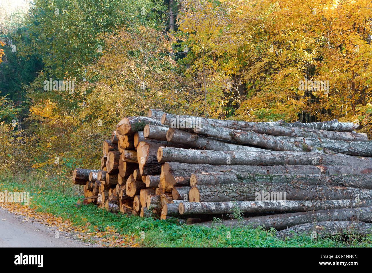 Deforestation of pine forest hi-res stock photography and images - Alamy
