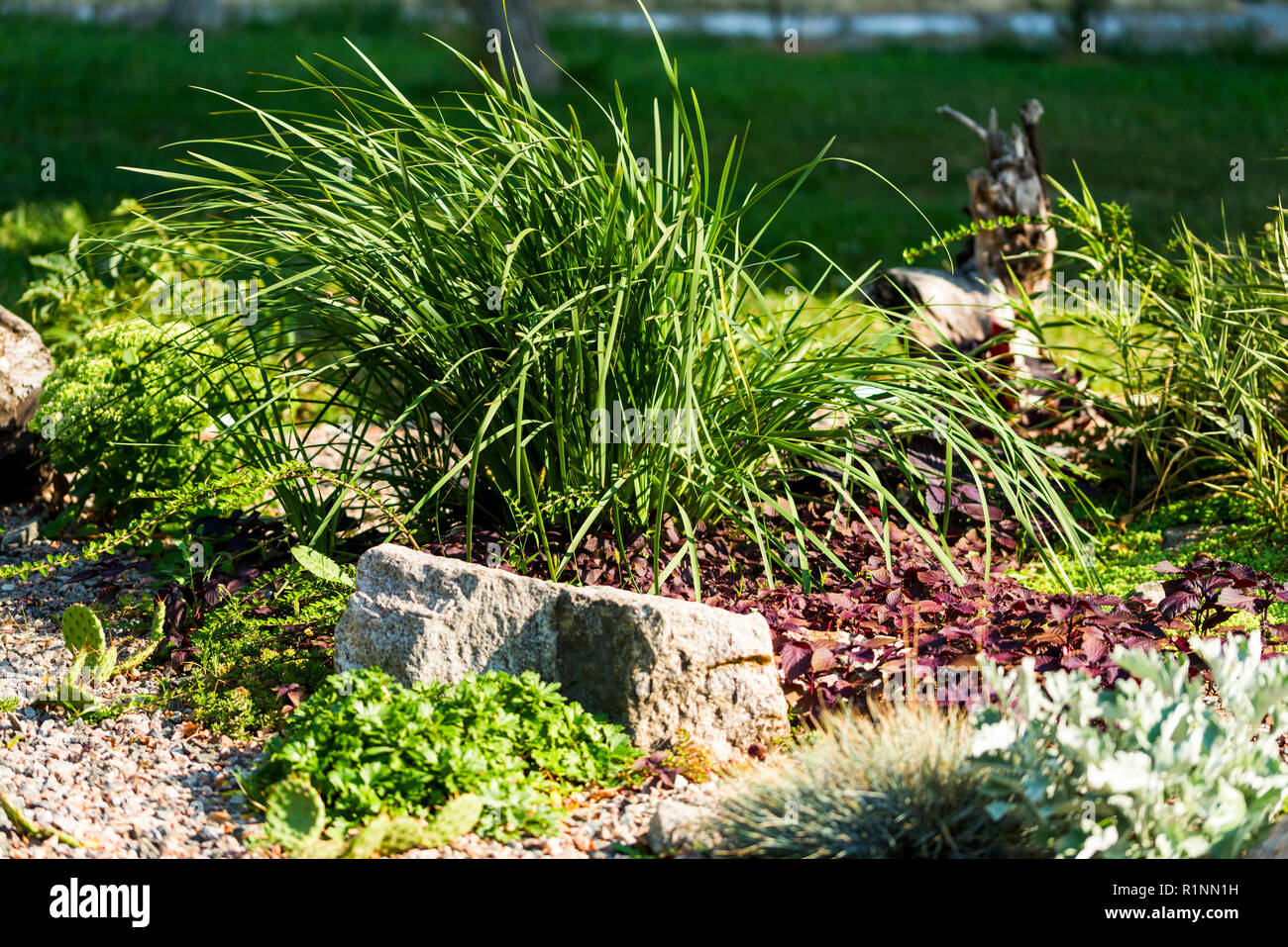 stones and decorative bushes in landscape design Stock Photo - Alamy