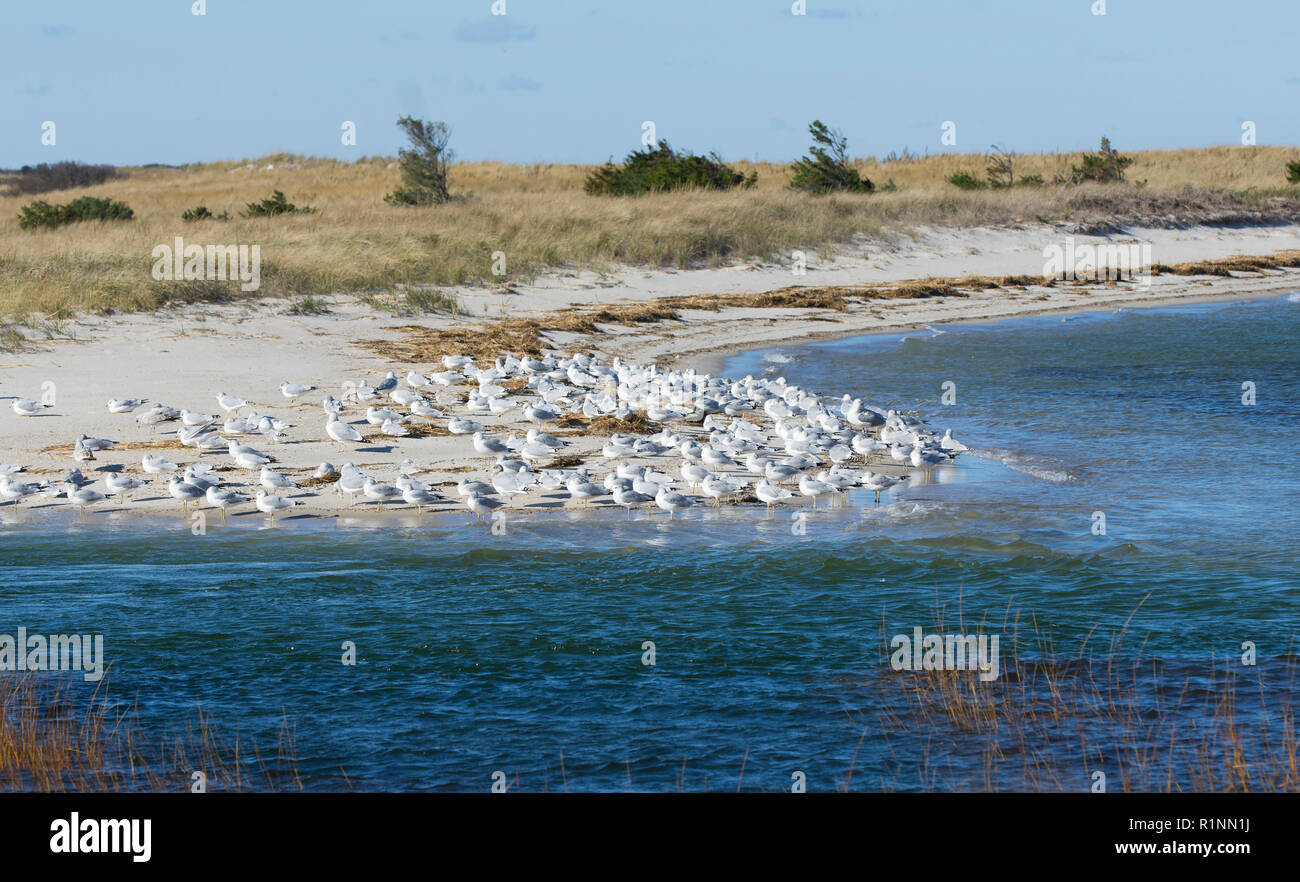 Seagulls (Laridae) gather together on a Cape Cod beach, Brewster ...