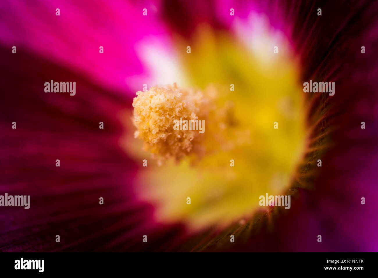 Treatment floriculture hi-res stock photography and images - Alamy