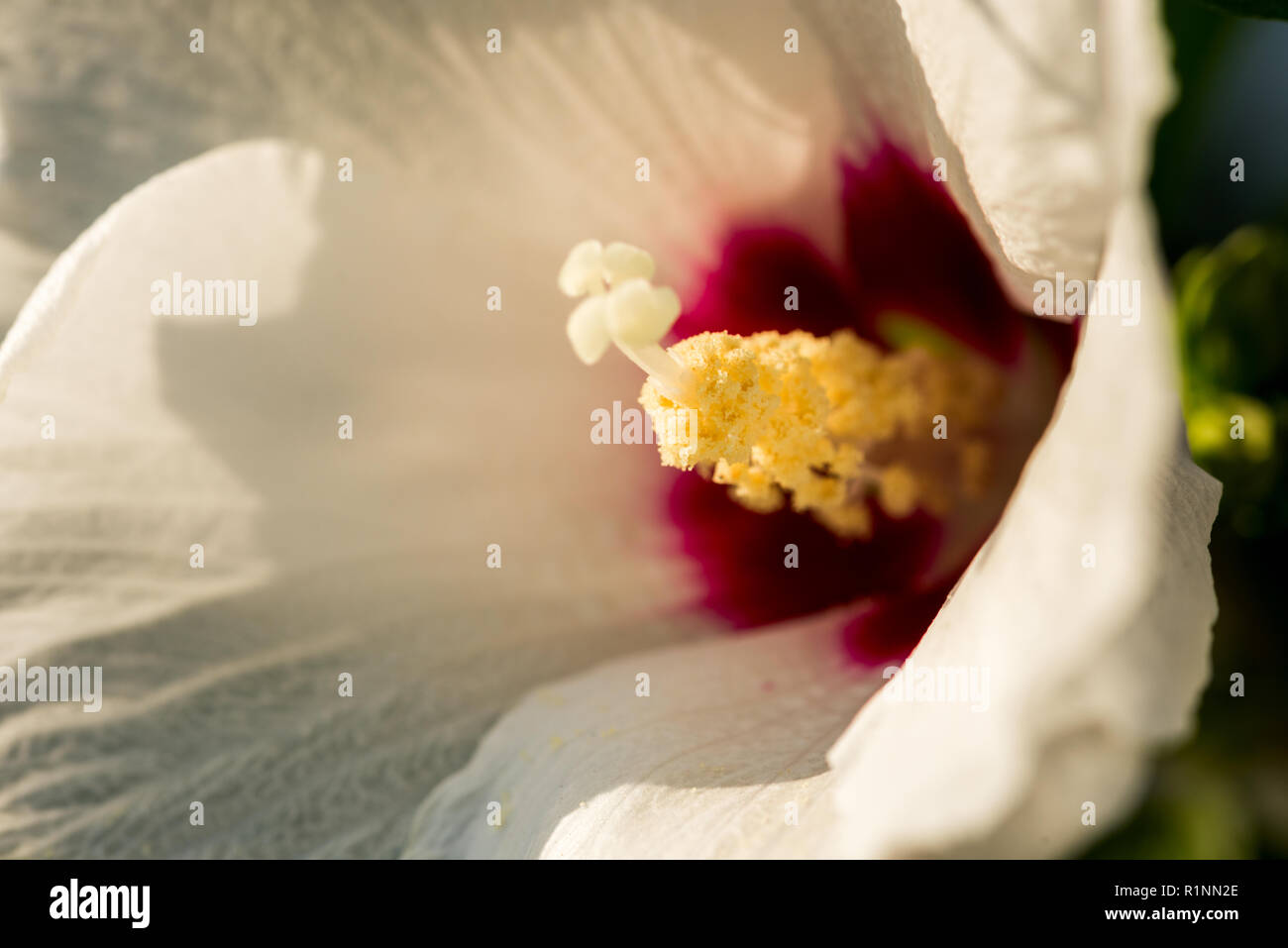 pestle flower bell closeup Stock Photo - Alamy