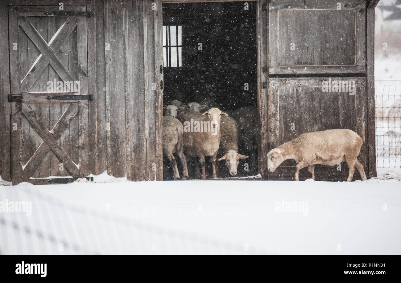 Sheep in doorway of a winter shelter house during falling snow scene ...