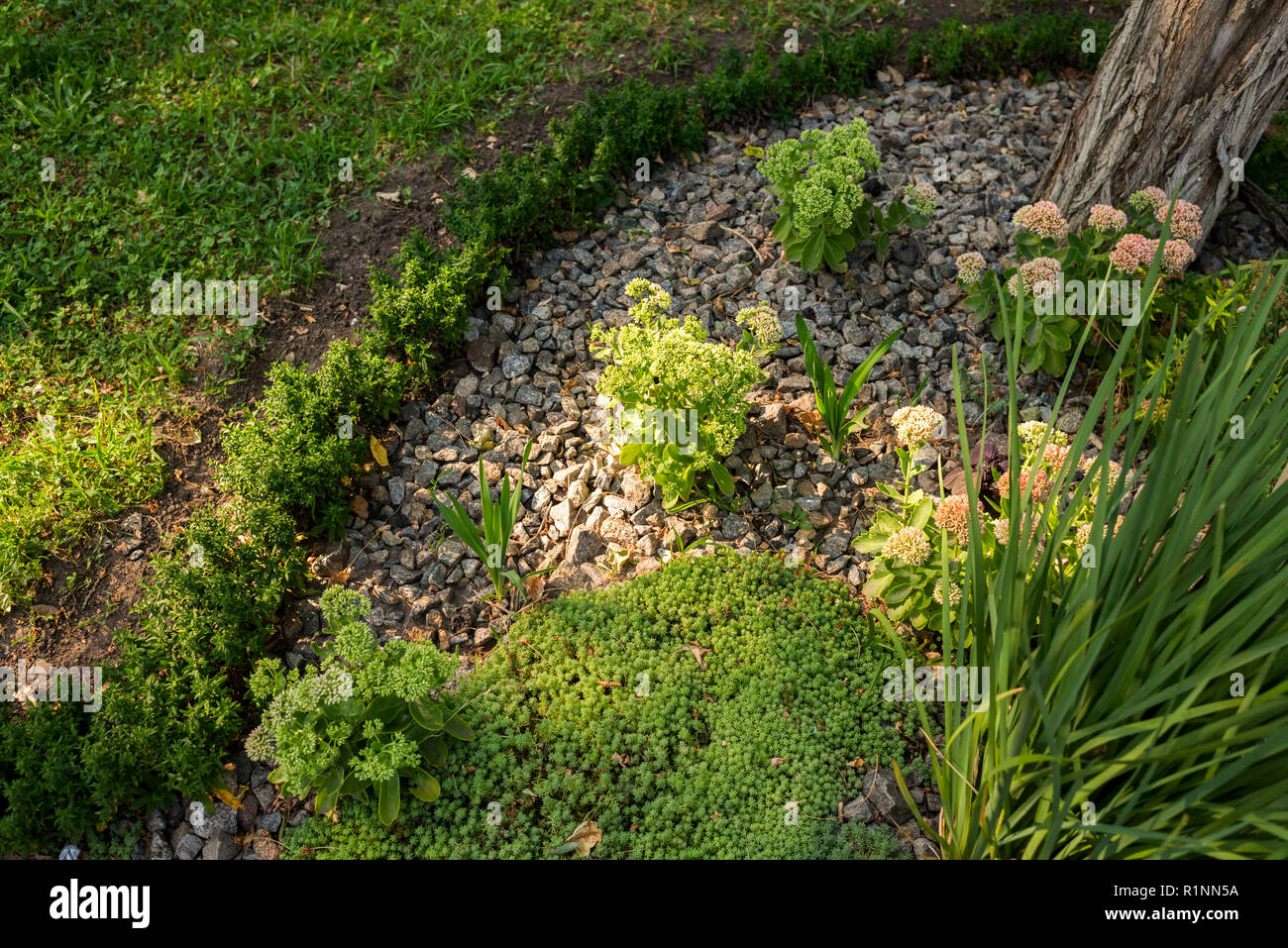 stones and decorative bushes in landscape design Stock Photo - Alamy