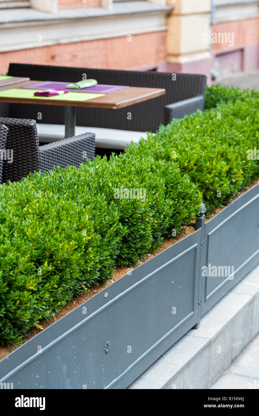 Green plant tubs hi-res stock photography and images - Alamy