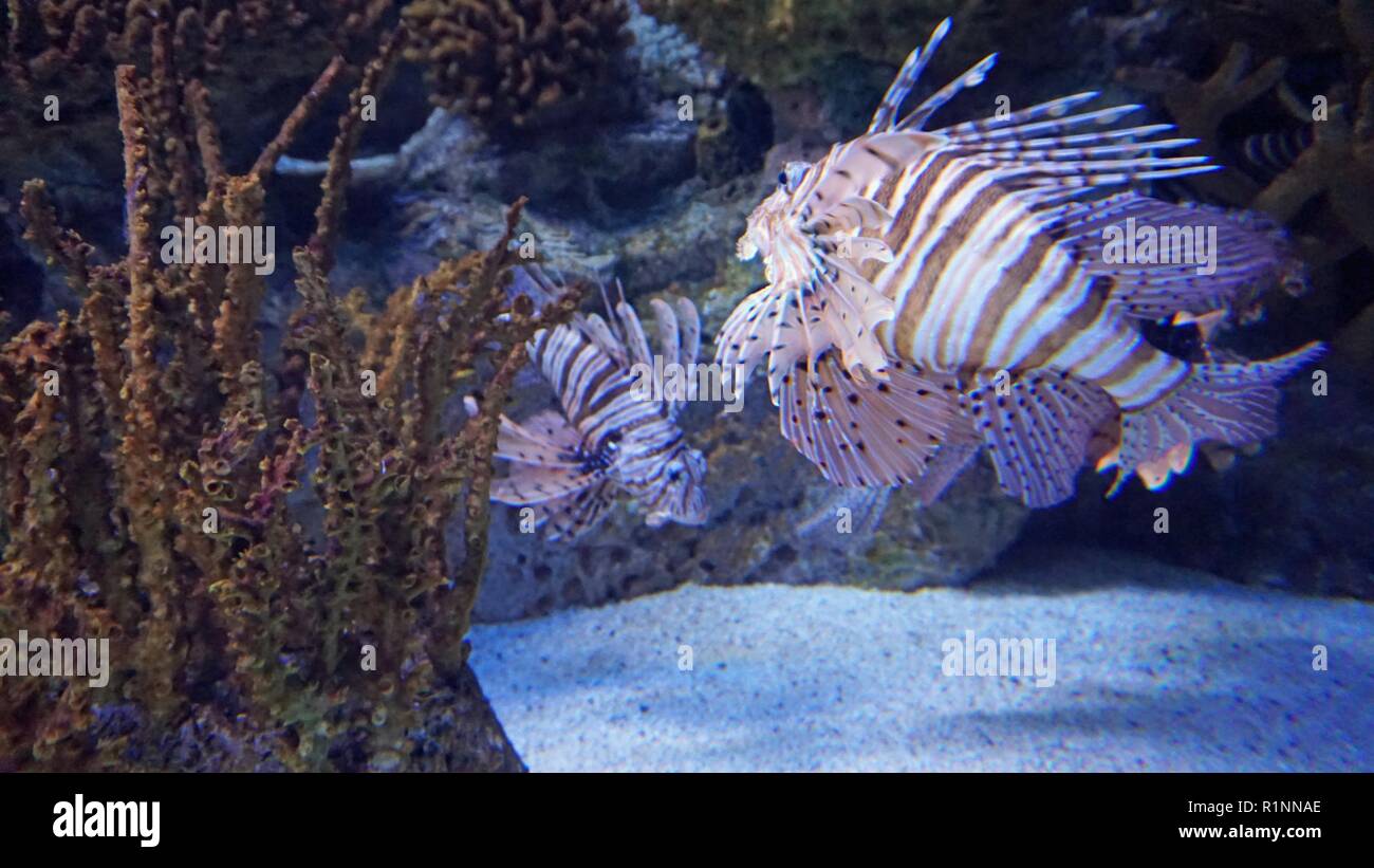 big firefish in the colorful underwalter world Stock Photo - Alamy