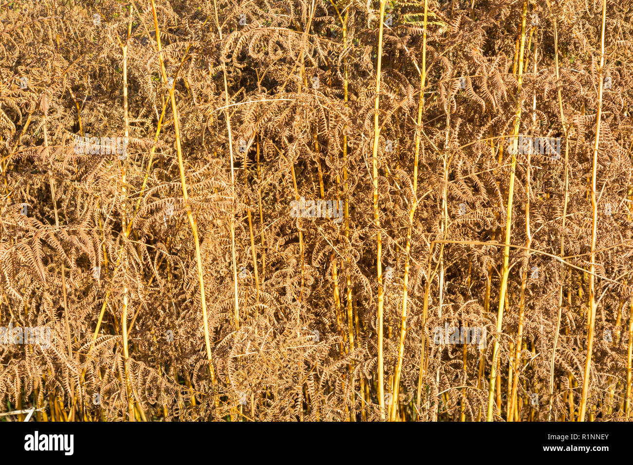 Autumn ferns having died down Stock Photo - Alamy