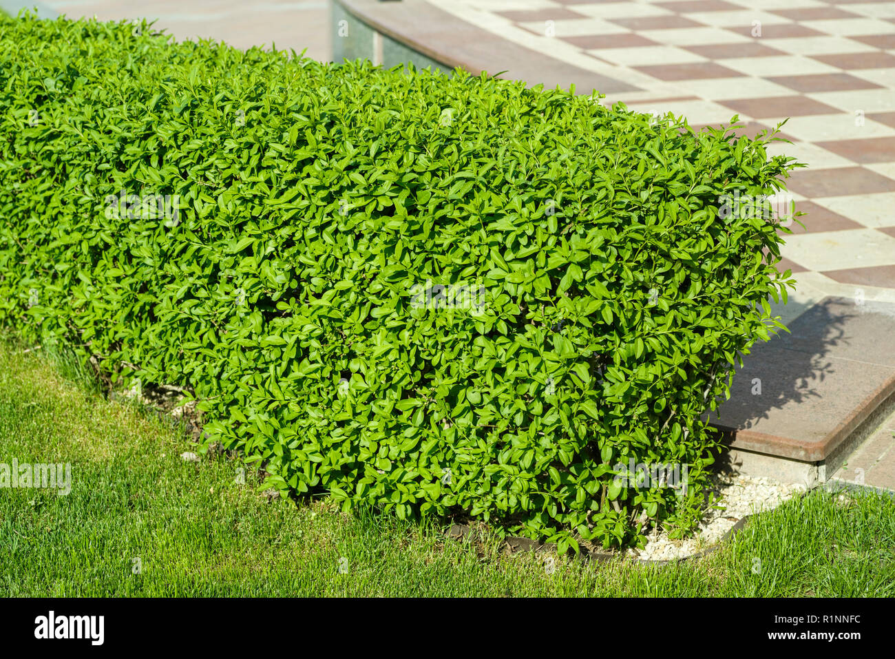 bushes in landscape design Stock Photo - Alamy
