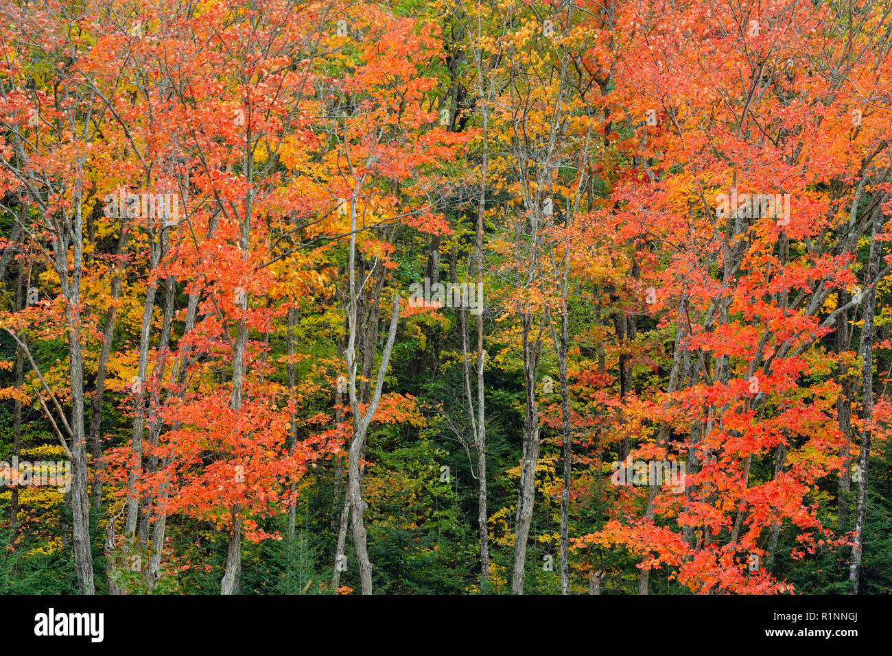 Autumn foliage in the hardwoods, Heyden, Ontario, Canada Stock Photo ...