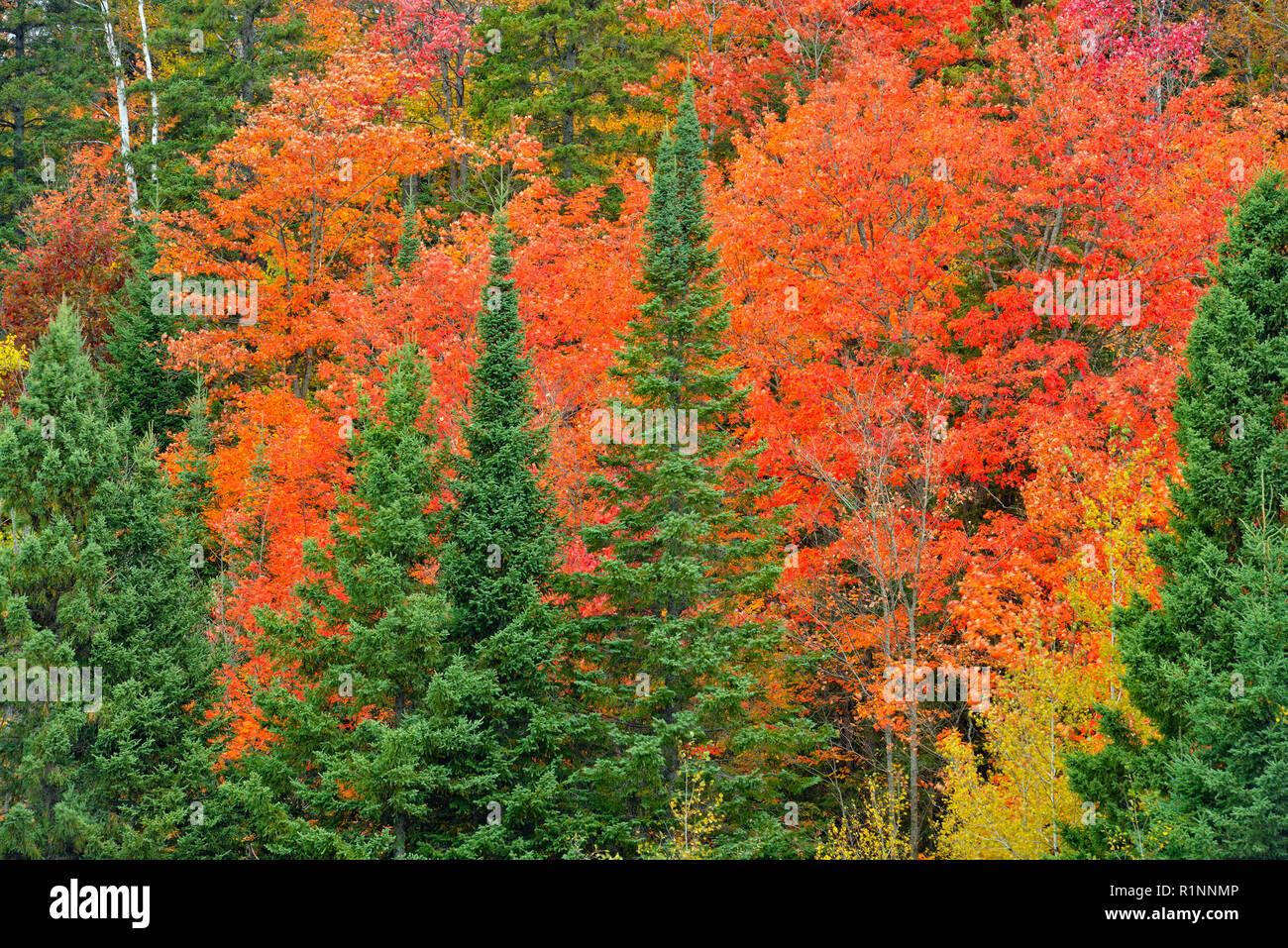 Autumn foliage in the hardwoods, Heyden, Ontario, Canada Stock Photo ...