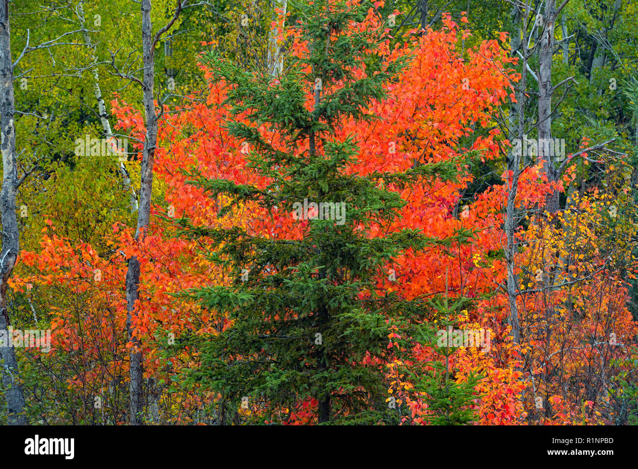 Mature aspen trees hi-res stock photography and images - Alamy