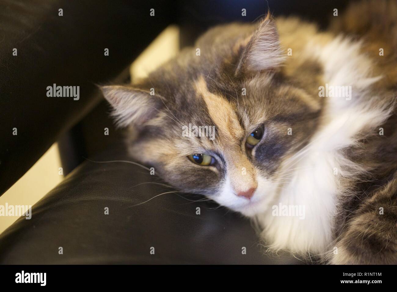 Cat Dusky Fluffy Stock Photo - Alamy