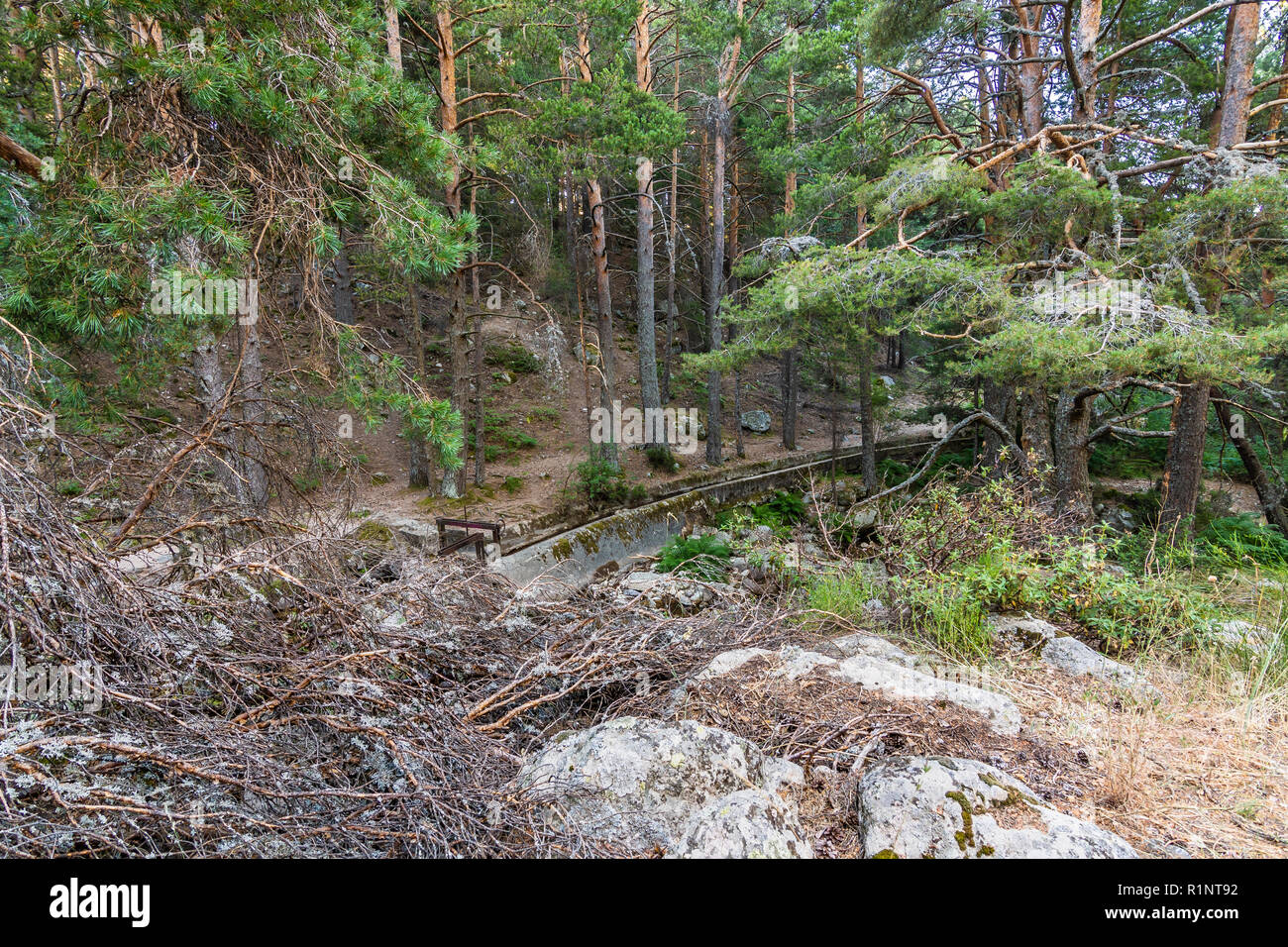 Pine forest and water channel with gate in a place called La Barranca ...