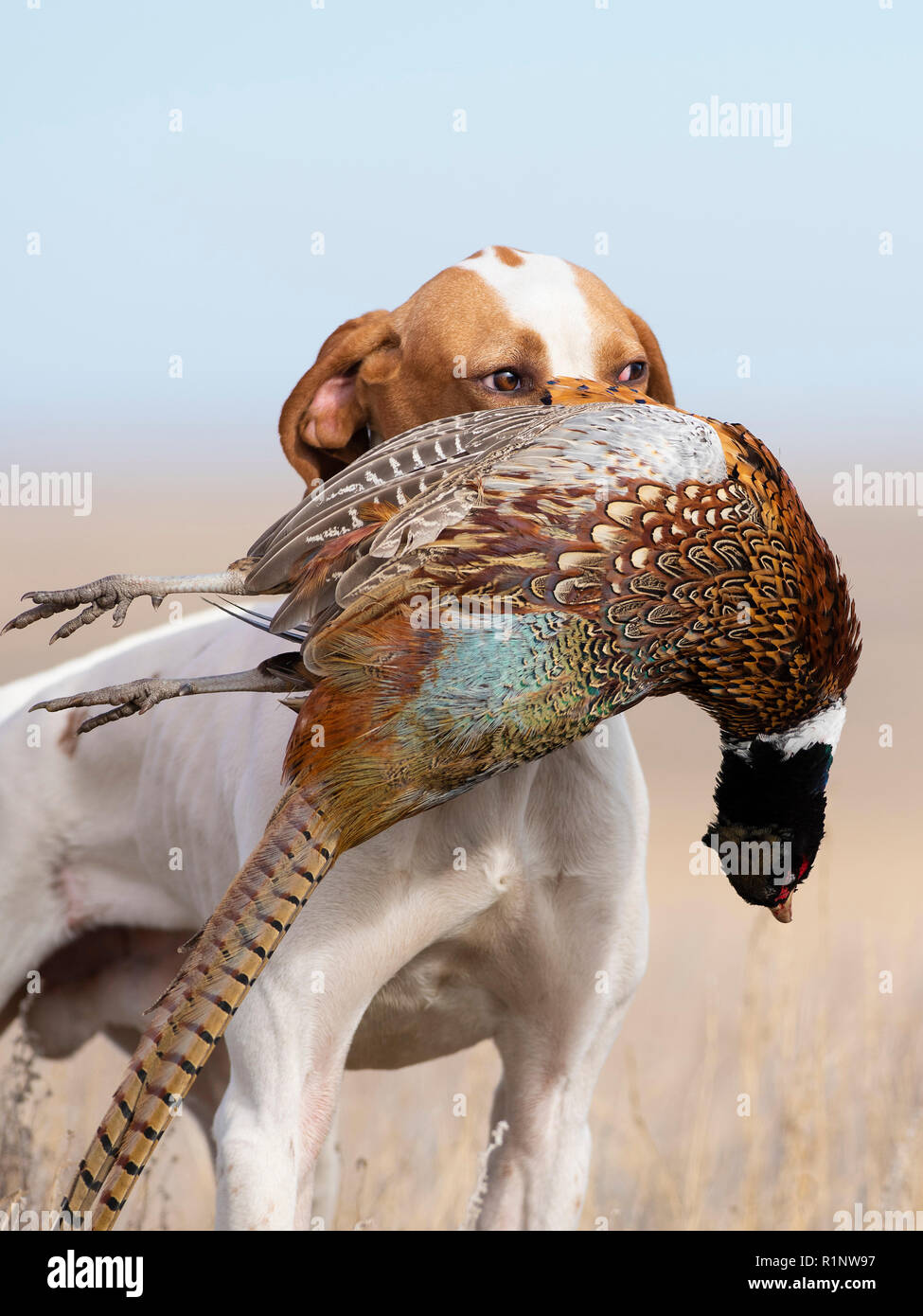 English pointer pheasant hi-res stock photography and images - Alamy