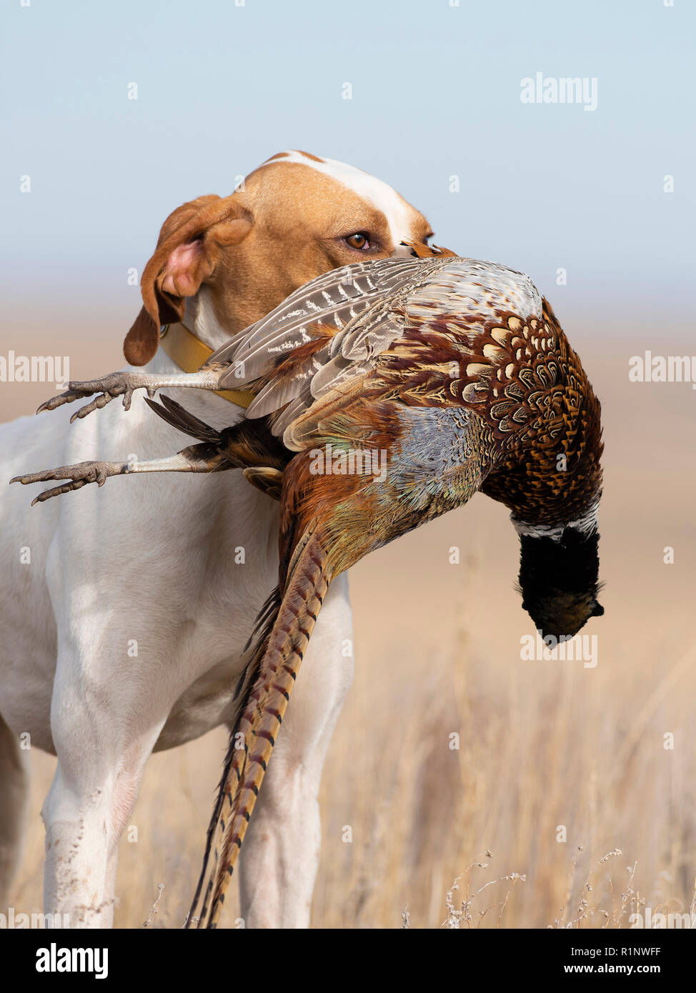 An English Pointer with a Rooster Pheasant in South Dakota Stock Photo ...