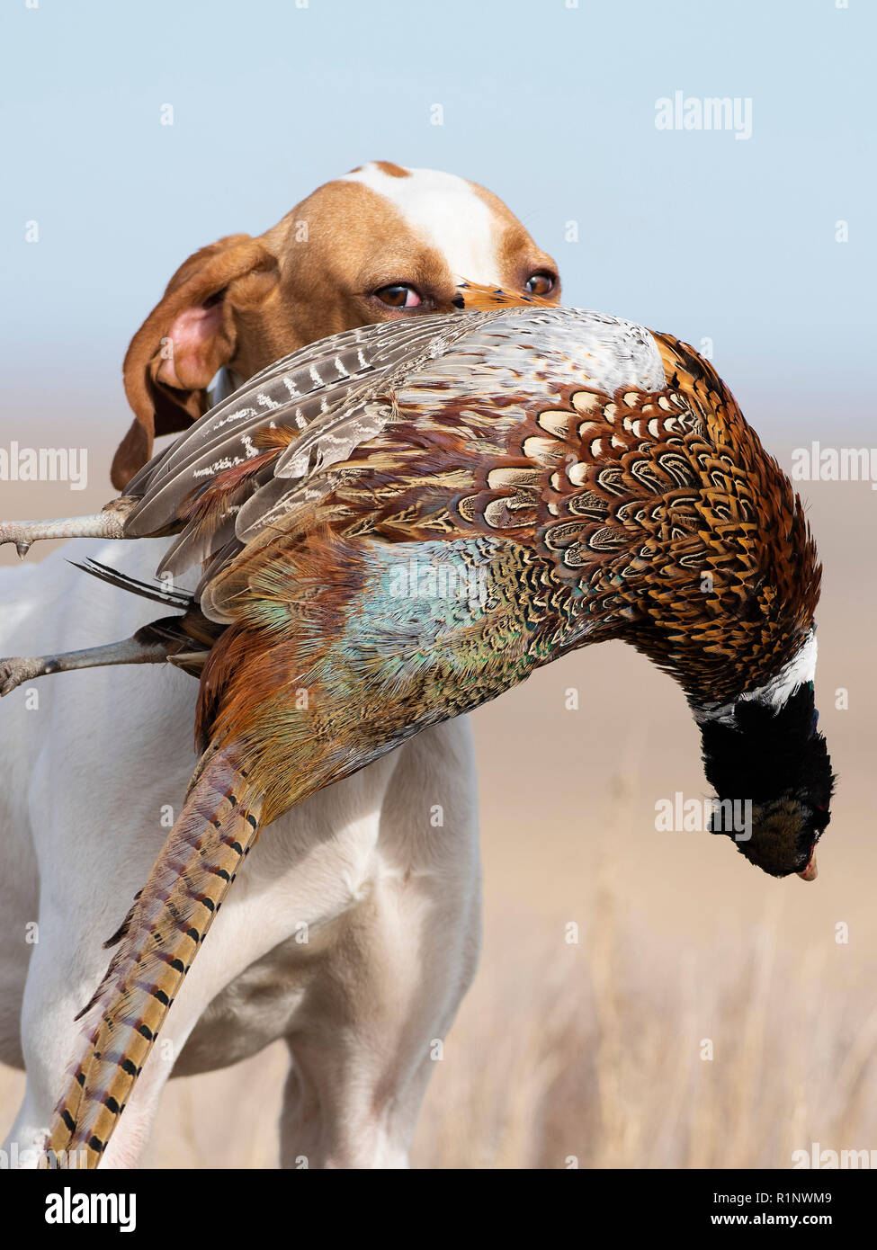 An English Pointer with a Rooster Pheasant in South Dakota Stock Photo ...